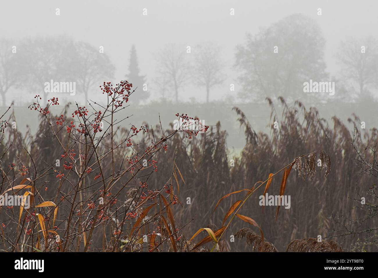 Gray november hi-res stock photography and images - Alamy
