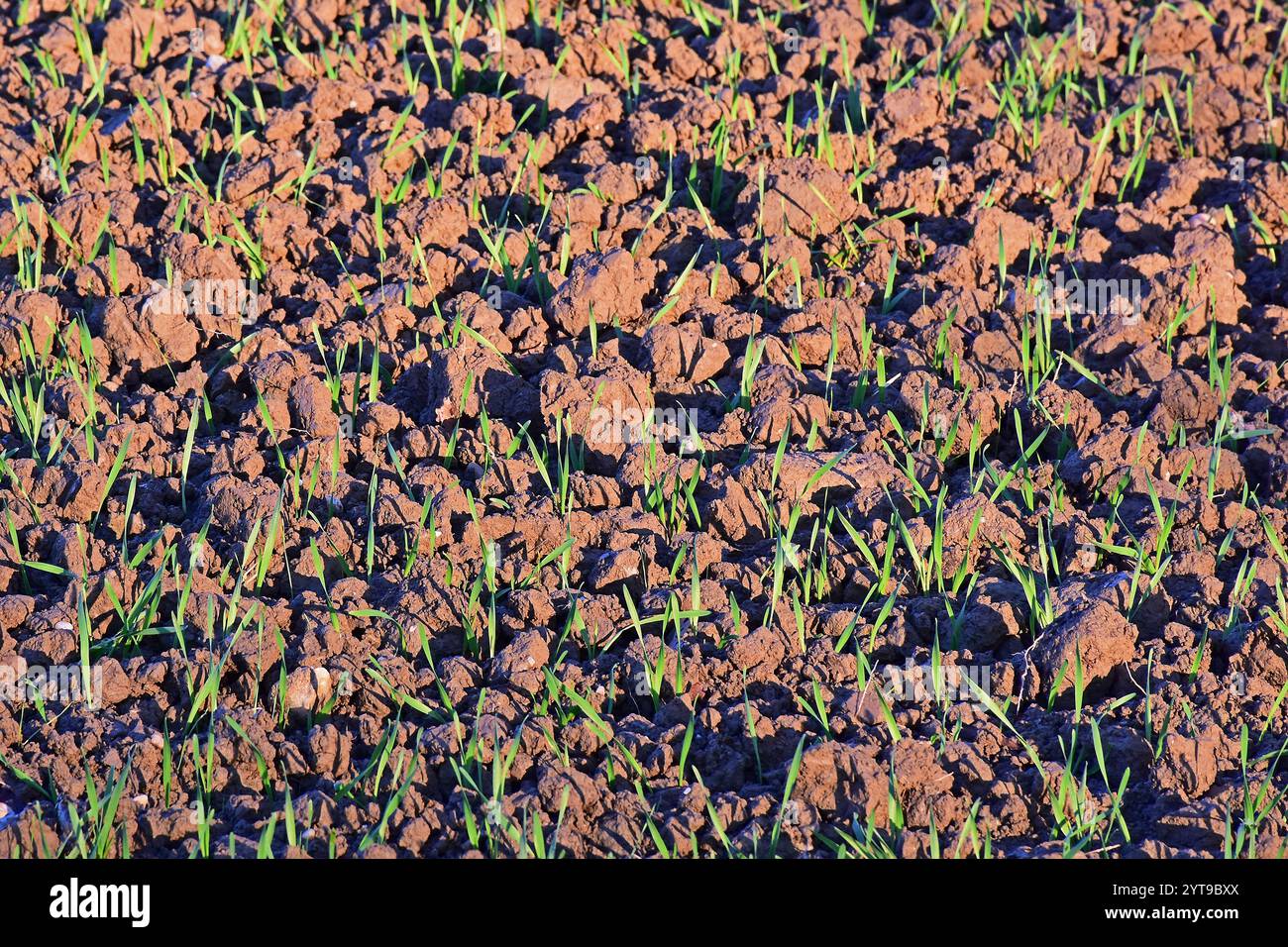 Cultivation soil sowing cereals hi-res stock photography and images - Alamy