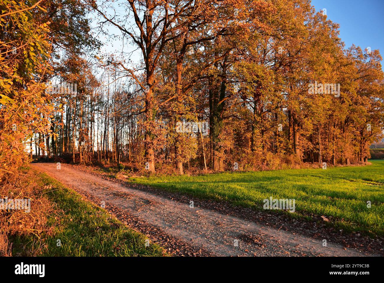 Evening walk in forest hi-res stock photography and images - Alamy
