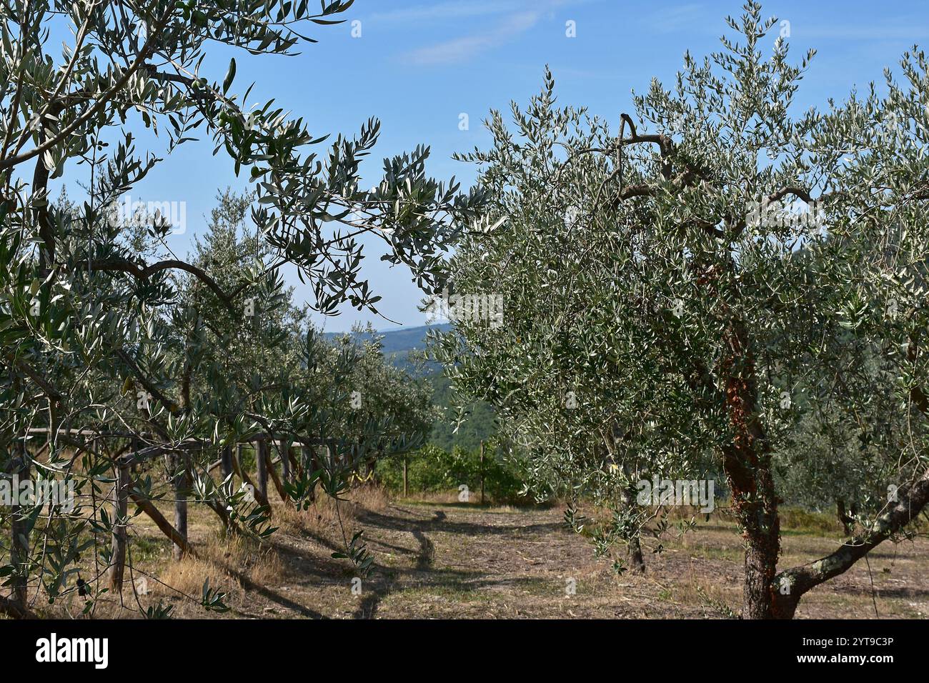 Olive grove in chianti hi-res stock photography and images - Alamy