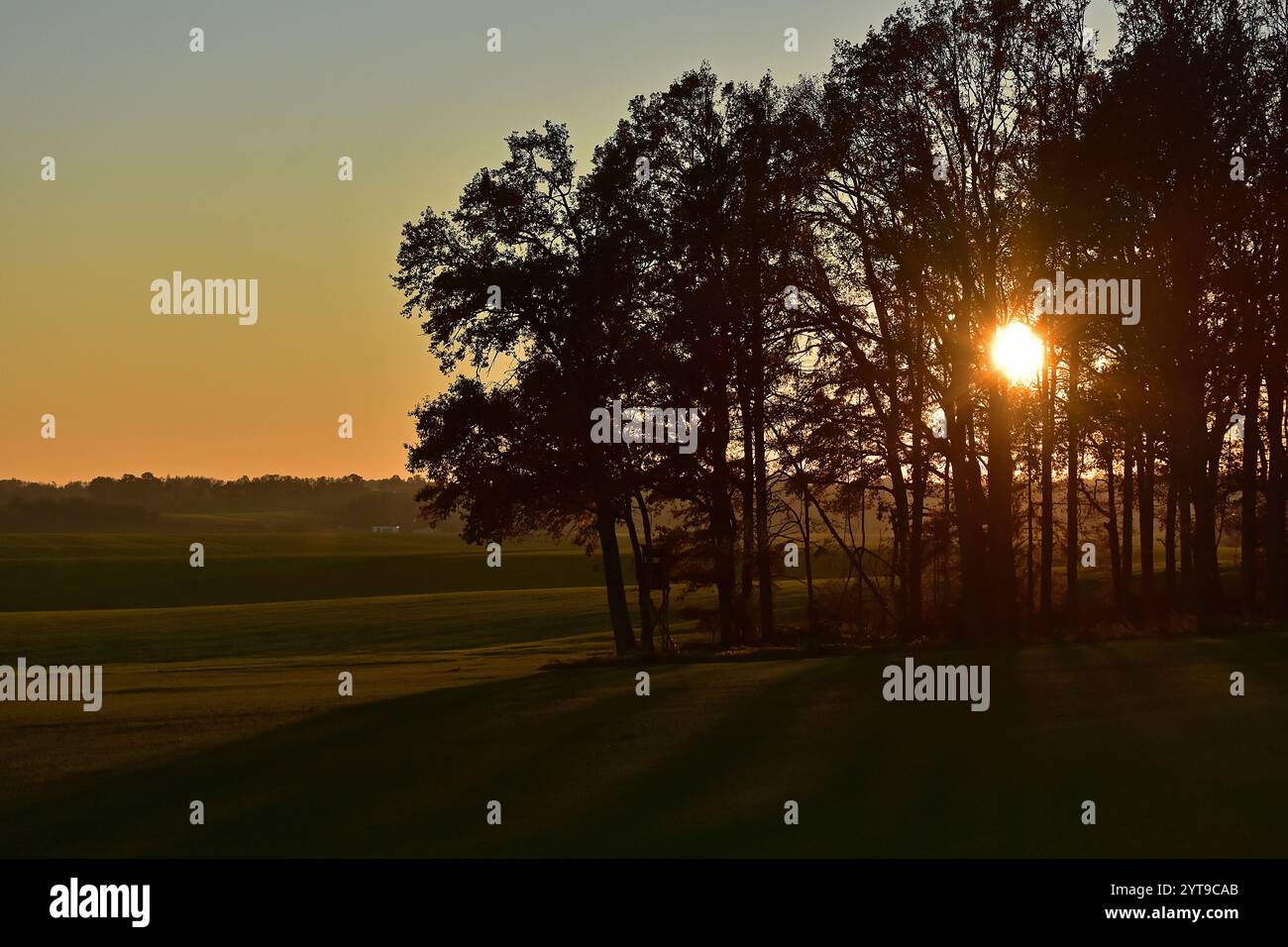 Sparse grove hi-res stock photography and images - Alamy