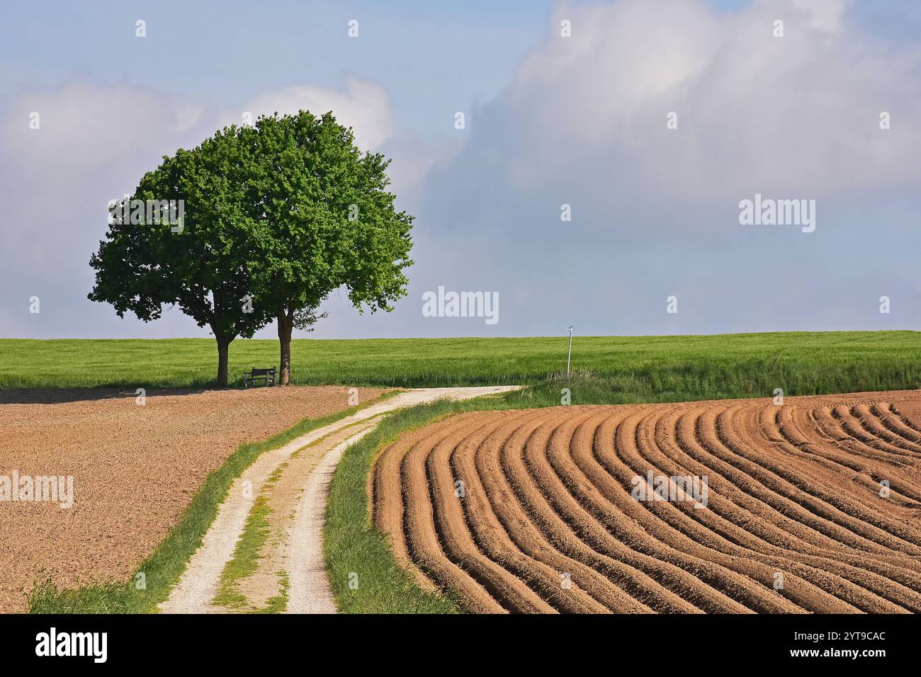 Green agriculture fields in between hi-res stock photography and images ...