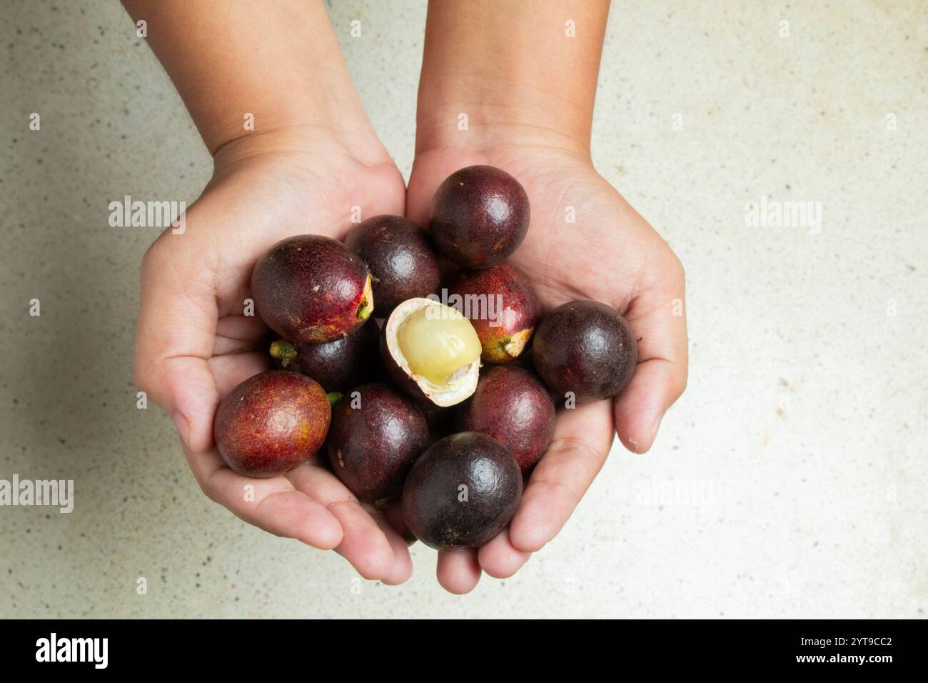 Top view of a man's hand carrying Matoa fruit (Pometia pinnata) typical ...