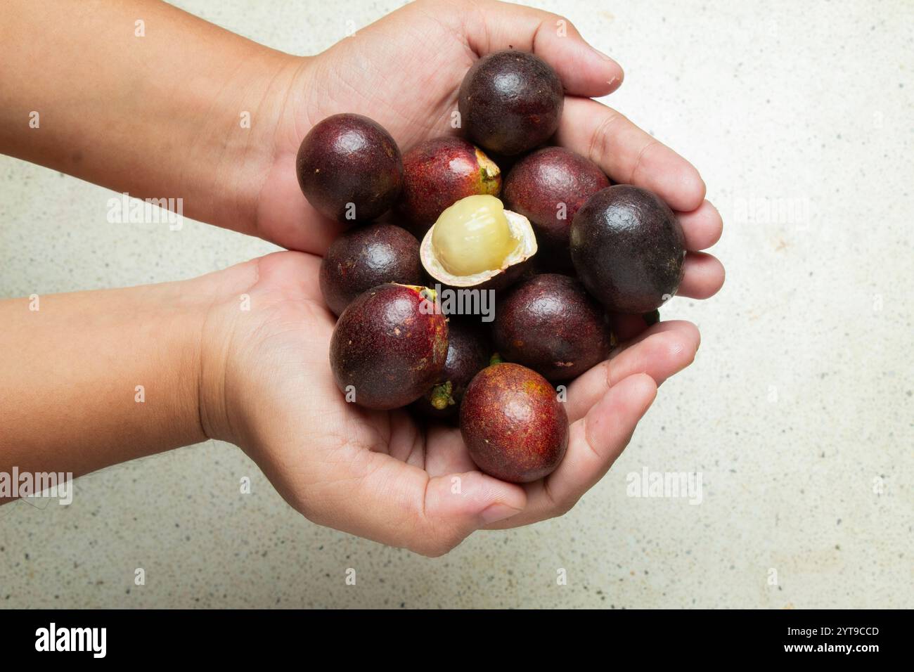 Closeup view of hand carrying Matoa fruit (Pometia pinnata) typical of ...