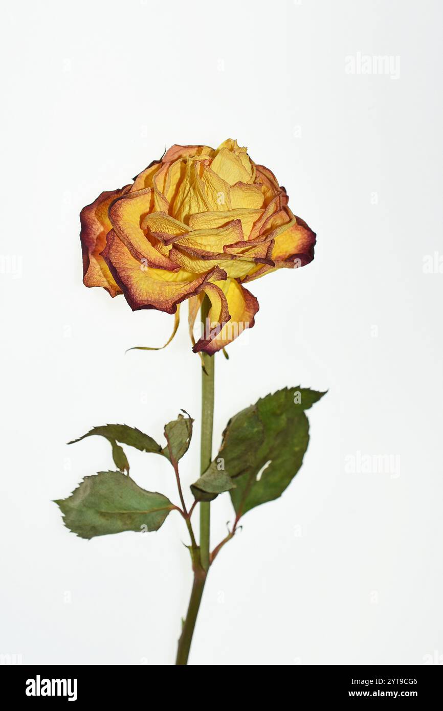 Withered rose against a white background Stock Photo - Alamy