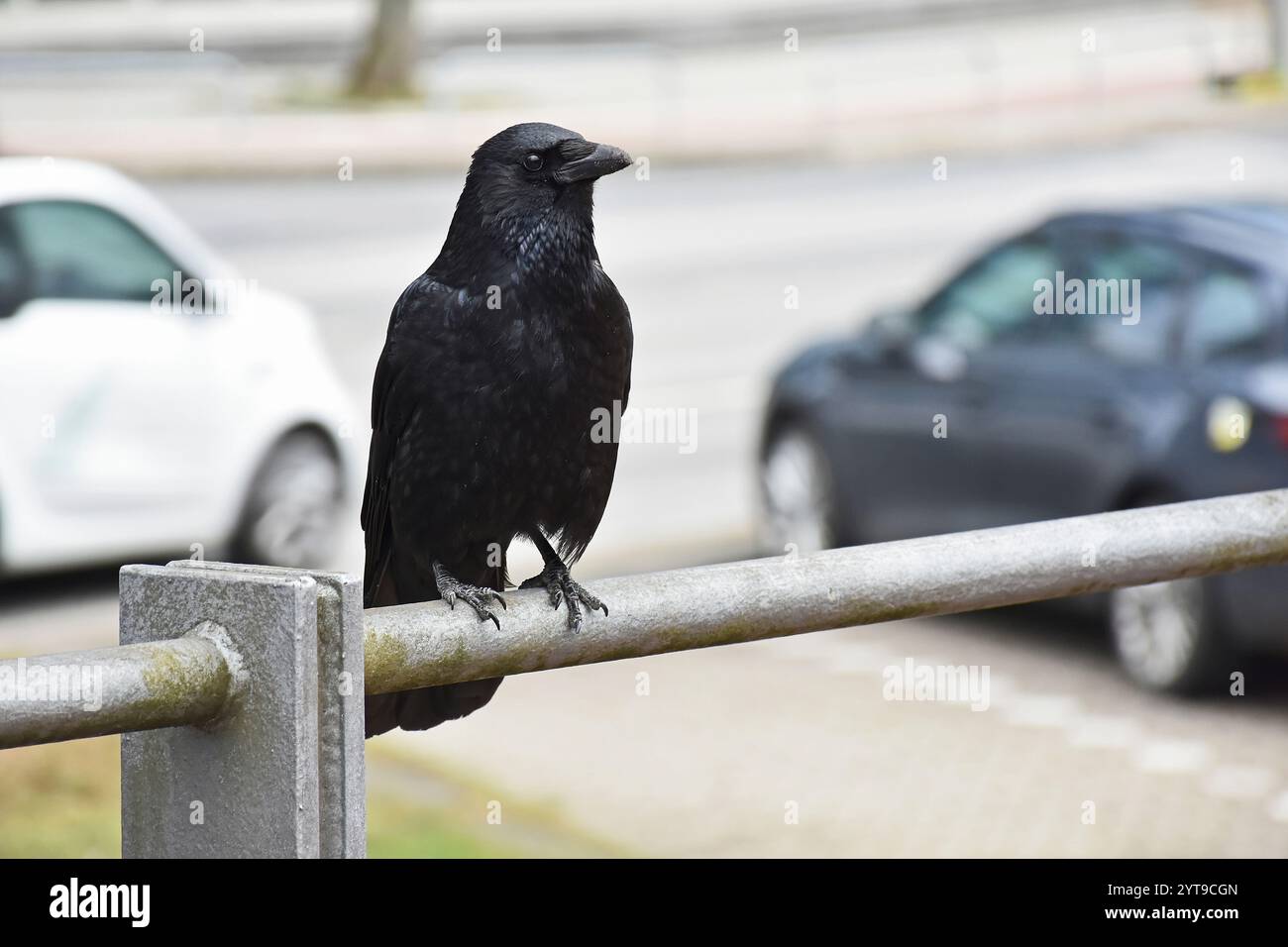 Animals in the city - A crow, Corvus corone corone, sits on a railing ...