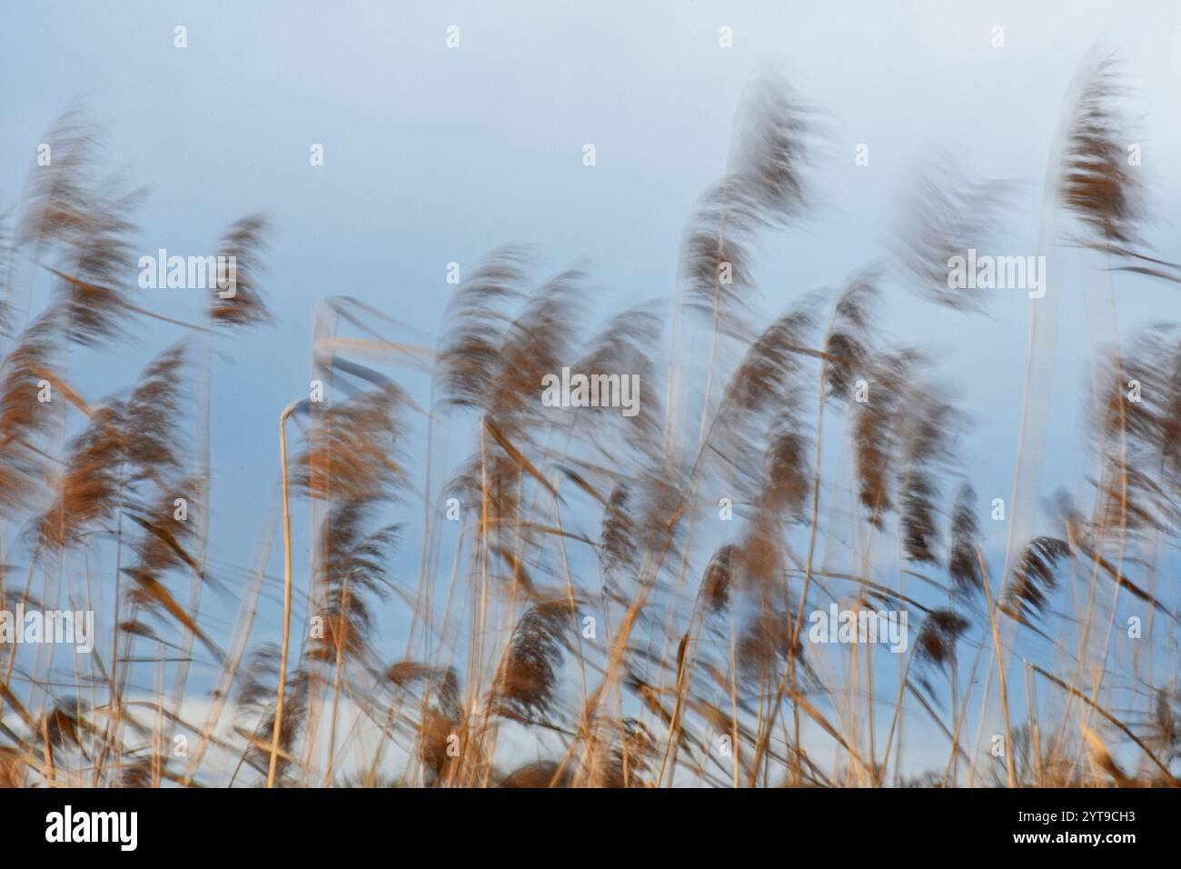 Reeds in the wind Stock Photo - Alamy