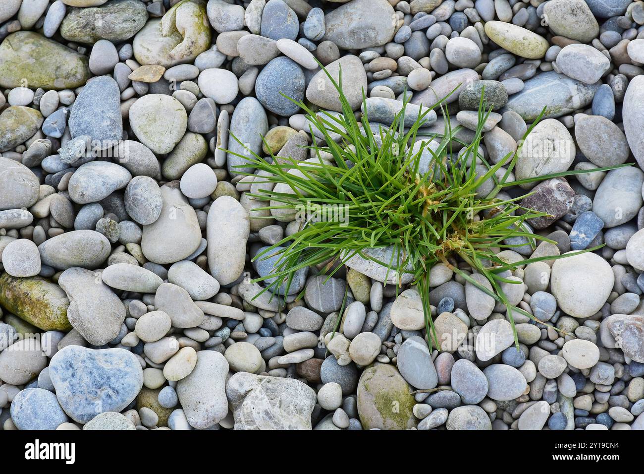 A tuft of grass grows between pebbles Stock Photo - Alamy