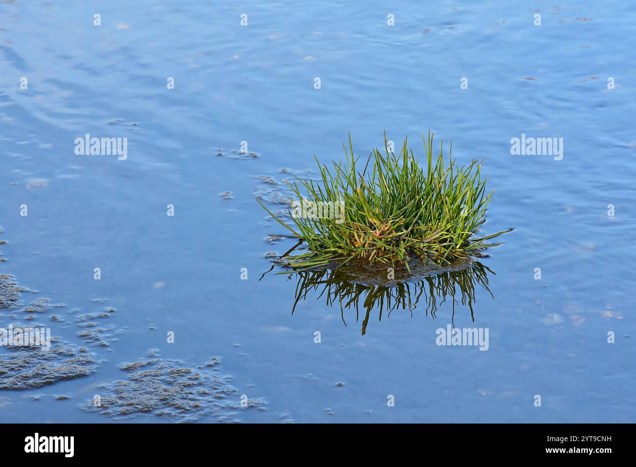 Waterfront river grass hi-res stock photography and images - Alamy