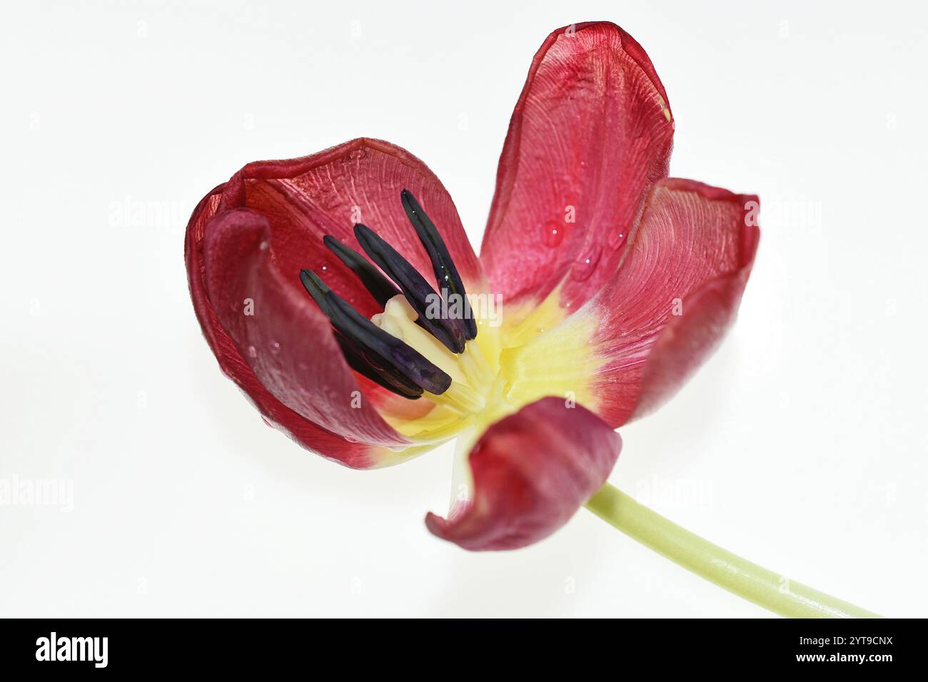 A faded tulip with raindrops against a white background Stock Photo - Alamy