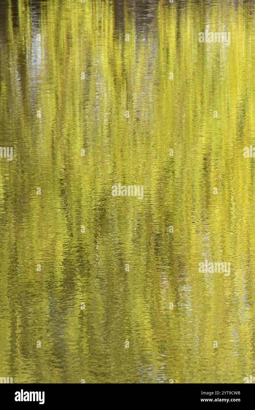 Nature abstract - A weeping willow by the pond Stock Photo - Alamy