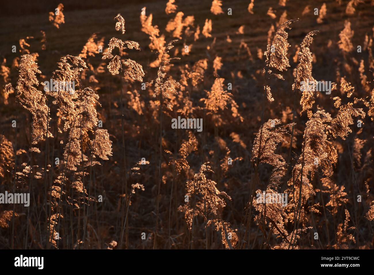 Reeds evening sun hi-res stock photography and images - Alamy
