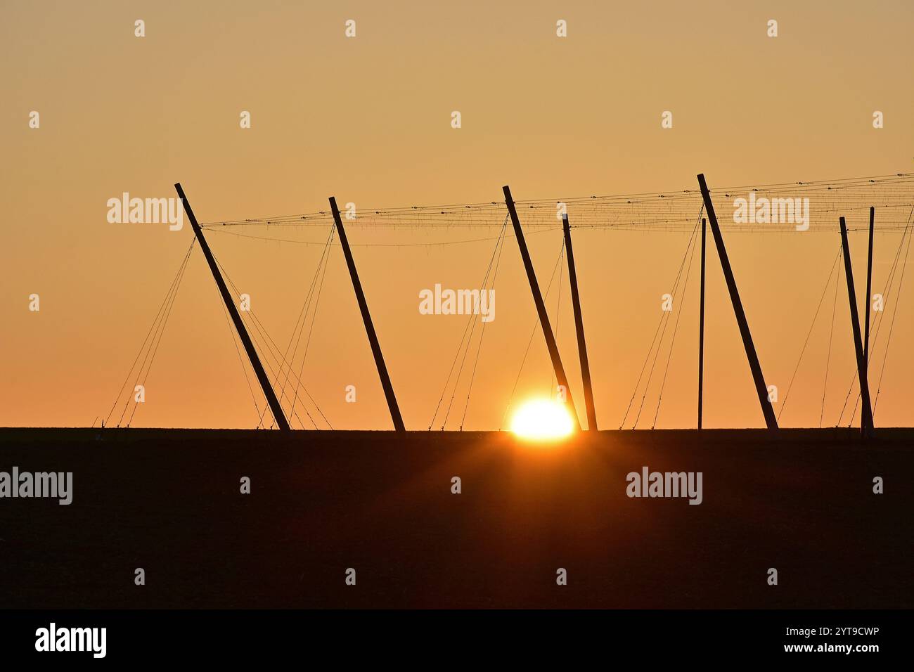 The sun sinks behind a hop garden in the Hallertau, Upper Bavaria Stock ...