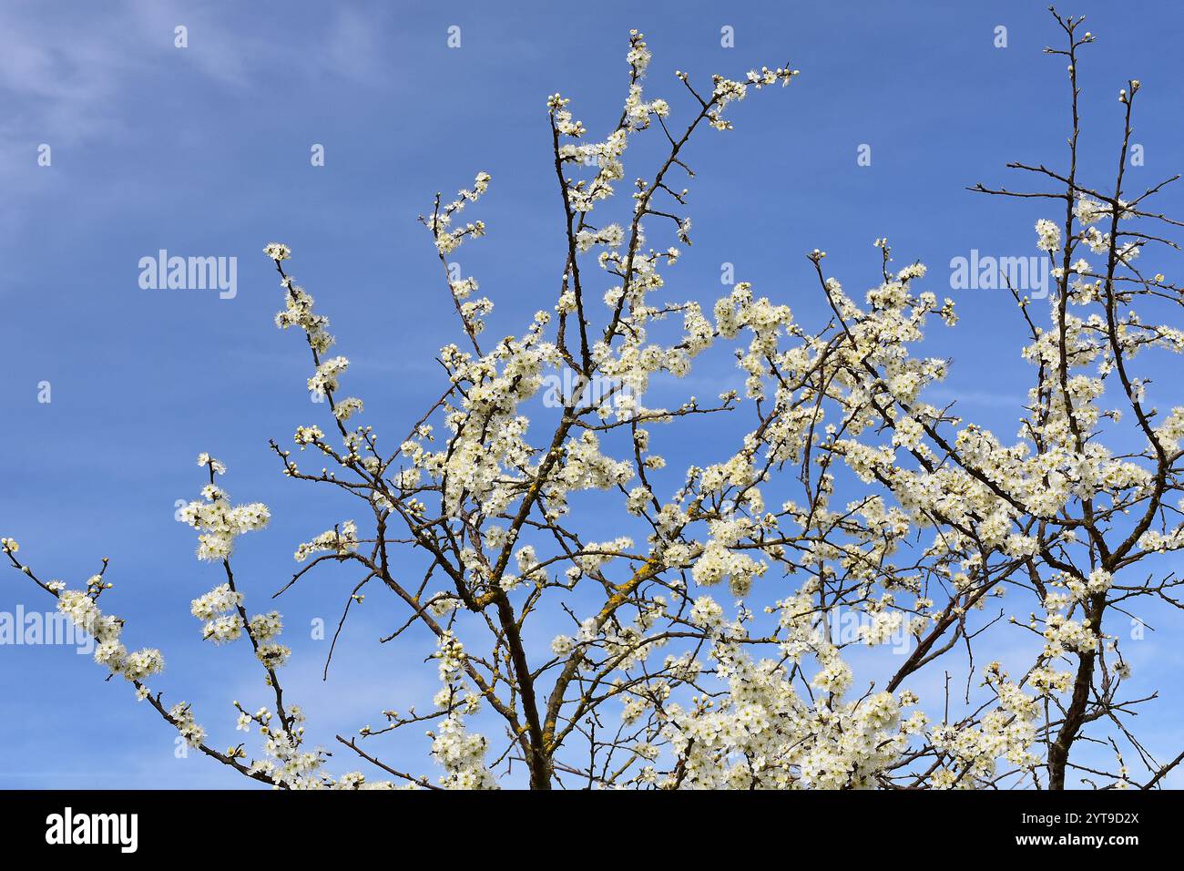 Blooming blackthorn, Prunus spinosa, in a hedge Stock Photo - Alamy