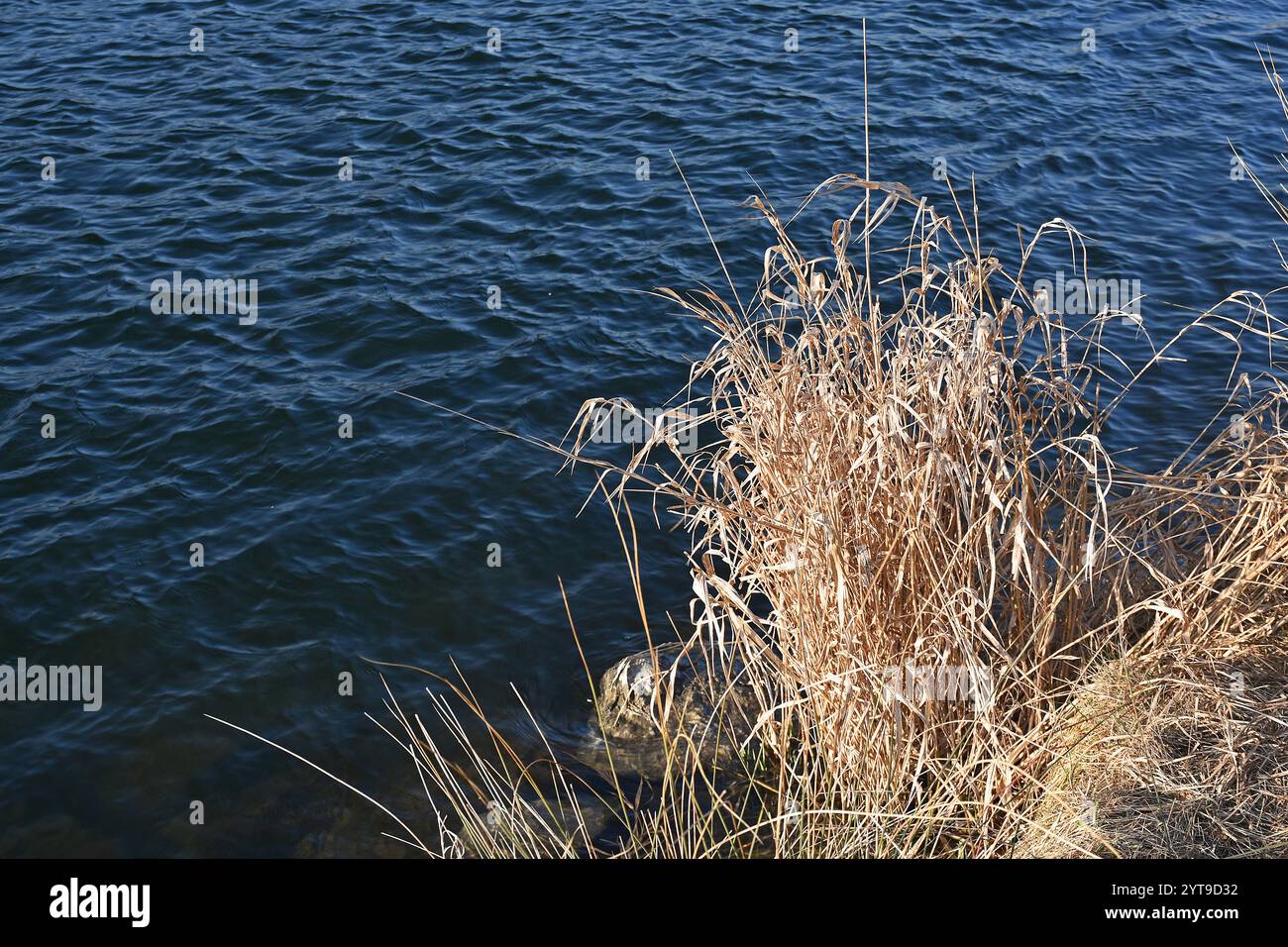 River bank grasses hi-res stock photography and images - Alamy