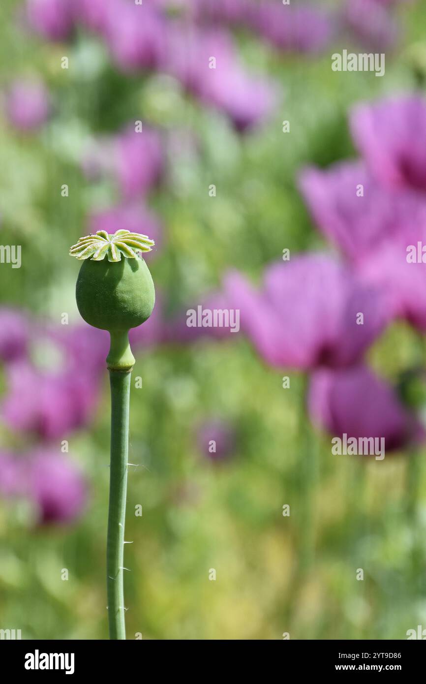 A capsule of the opium poppy, Papaver somniferum, in a poppy field ...
