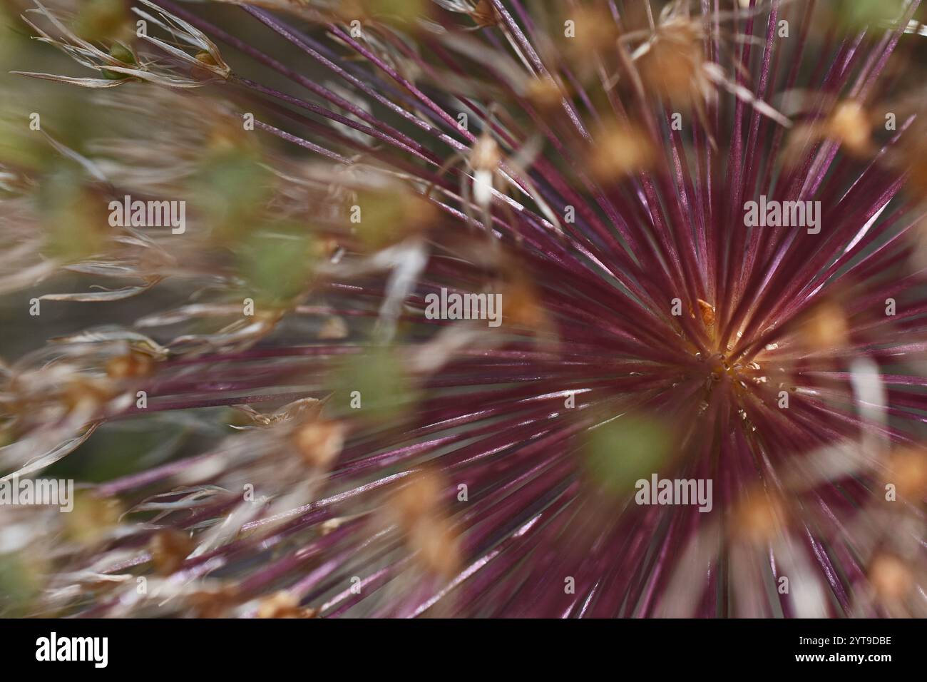 Nature abstract - Center of a faded inflorescence of ornamental leek ...