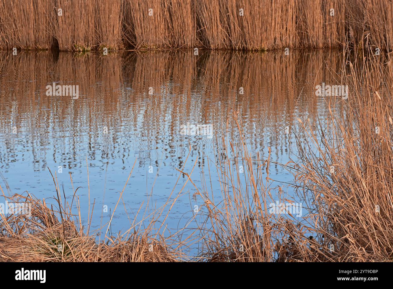 Stems of common reeds hi-res stock photography and images - Alamy