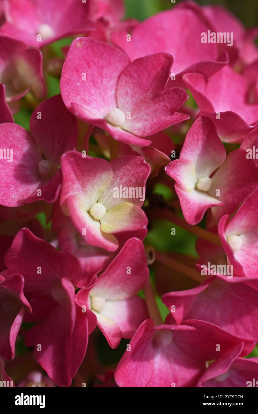 Inflorescence of a hydrangea, Hydrangea, detail, macro Stock Photo - Alamy