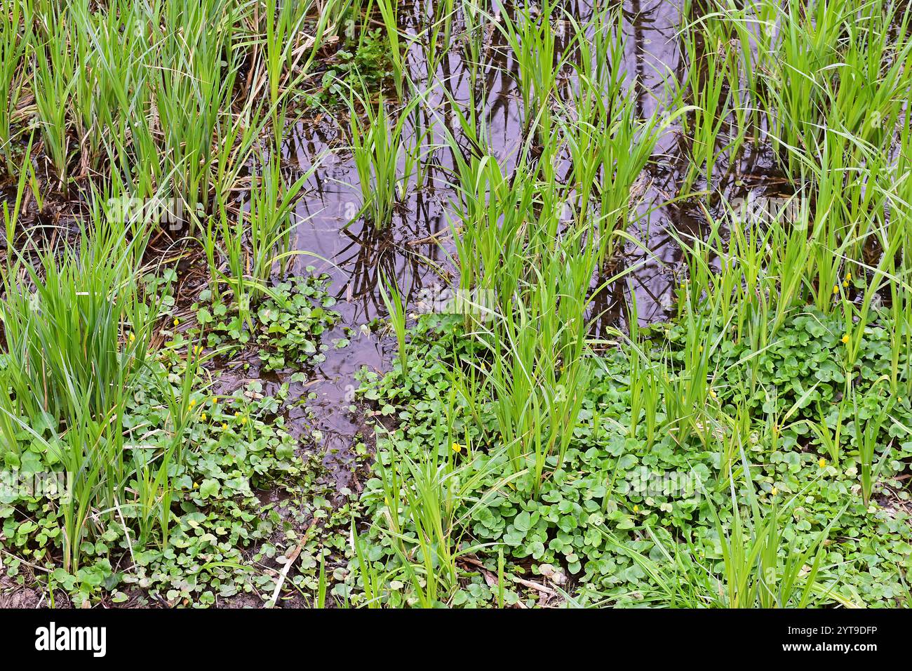 In the swamp Stock Photo - Alamy