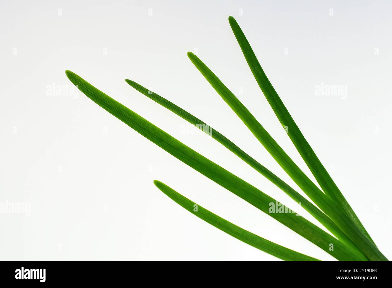 Leaves of garlic chives, Allium tuberosum, macro, on a white background ...