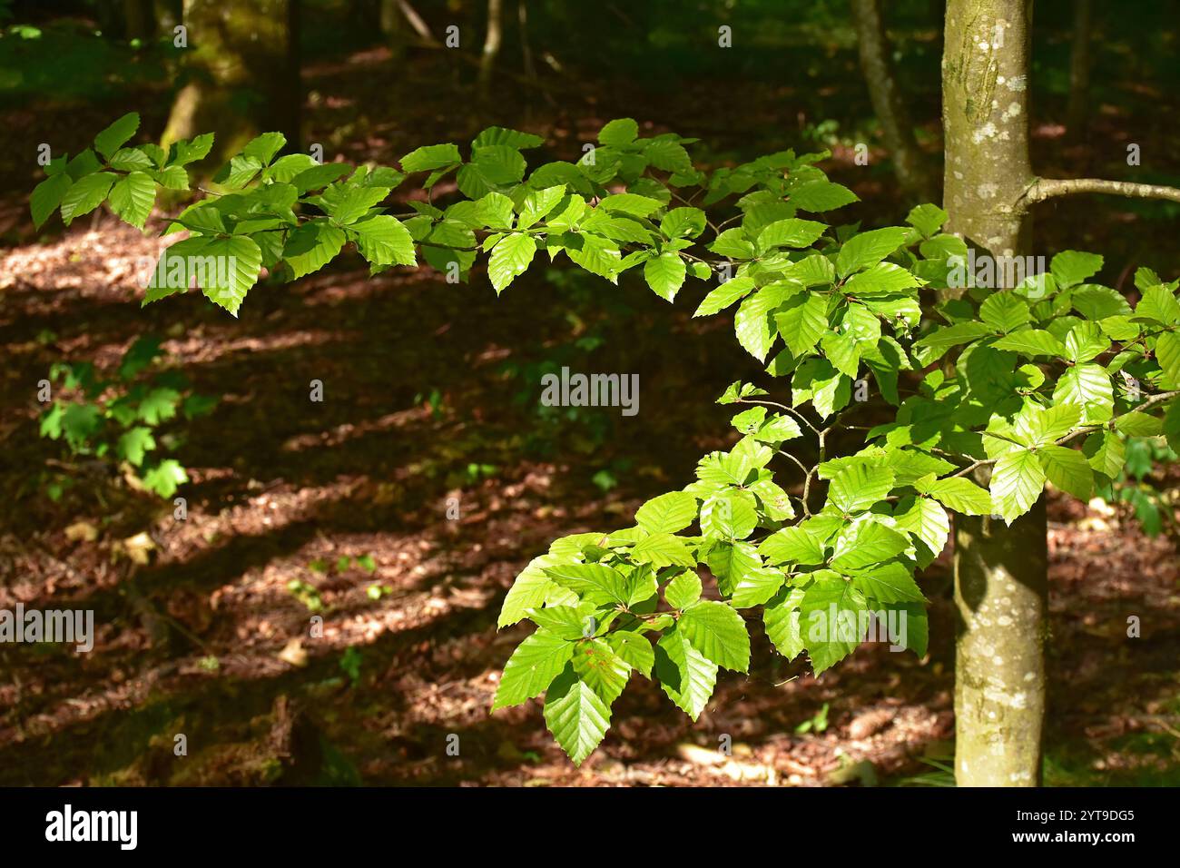 Branches of a copper beech, Fagus sylvatica, with green foliage Stock ...