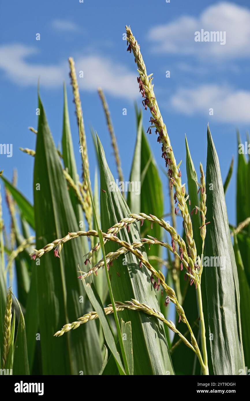 Flowering male inflorescence of Zea mays maize Stock Photo - Alamy