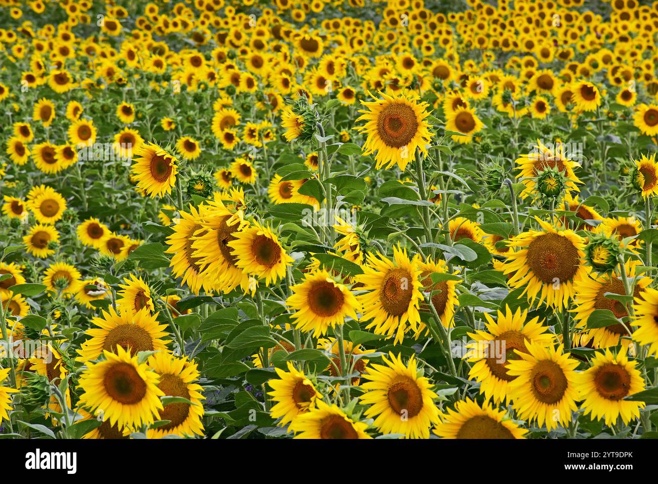 Crop too close together hi-res stock photography and images - Alamy