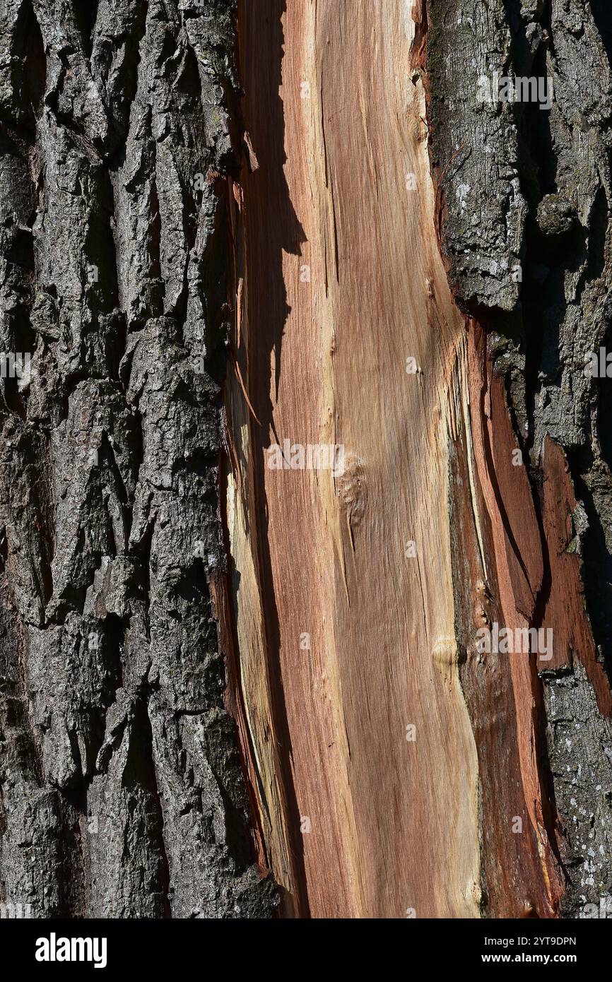Structure of a broken willow trunk Stock Photo - Alamy