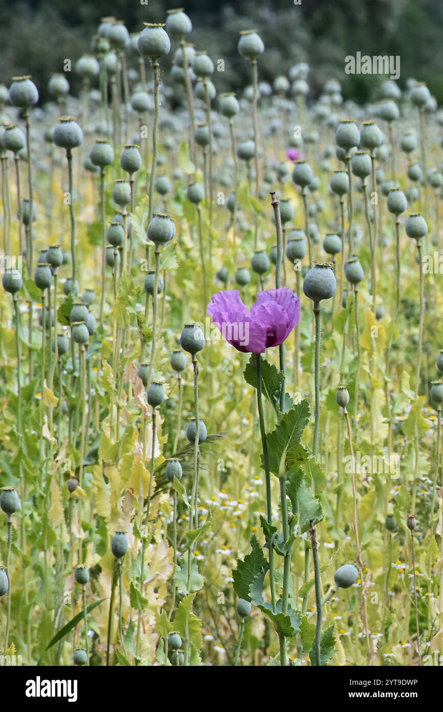 Capsules of the opium poppy, Papaver somniferum, with a last poppy ...