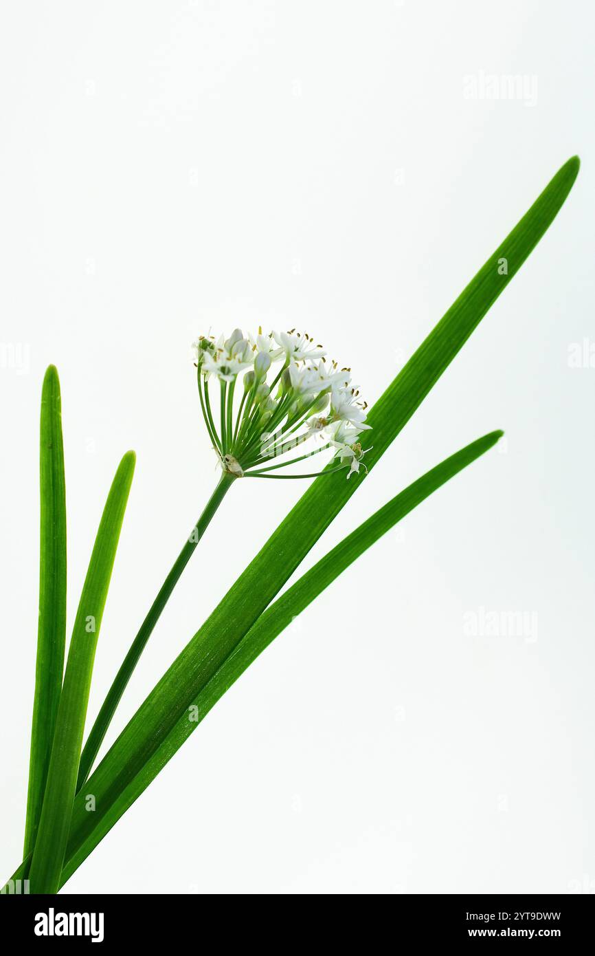 Inflorescence and leaves of garlic chives, Allium tuberosum, macro, on ...