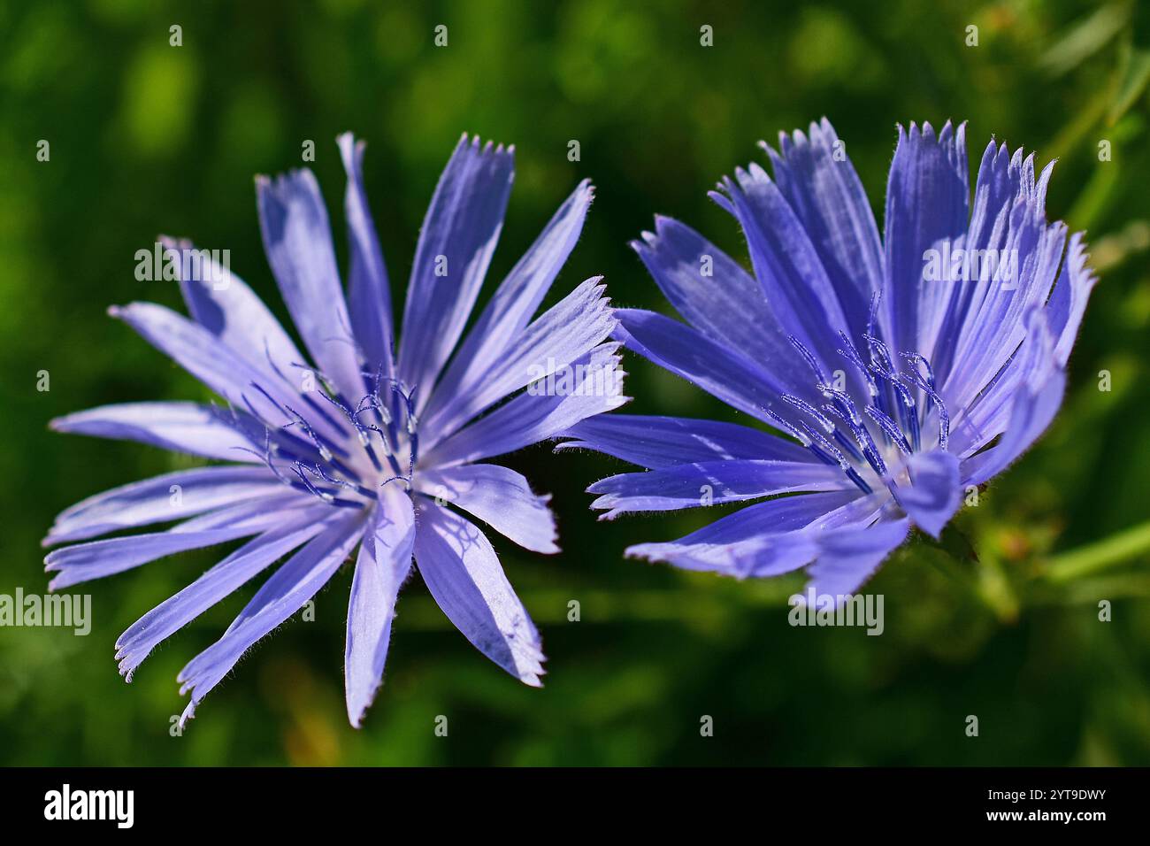 Two flowers of the common chicory Cichorium intybus Stock Photo - Alamy