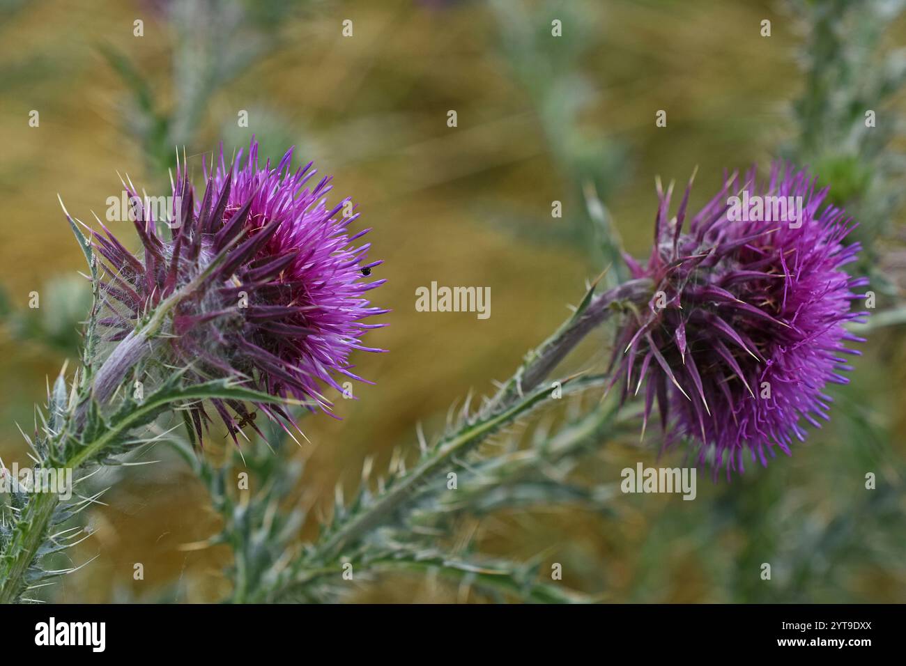 Inflorescences of the nodding thistle Carduus nutans Stock Photo - Alamy
