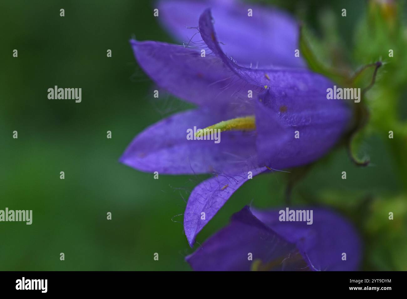 Single flower of a nettle-leaved bellflower, Campanula trachelium ...