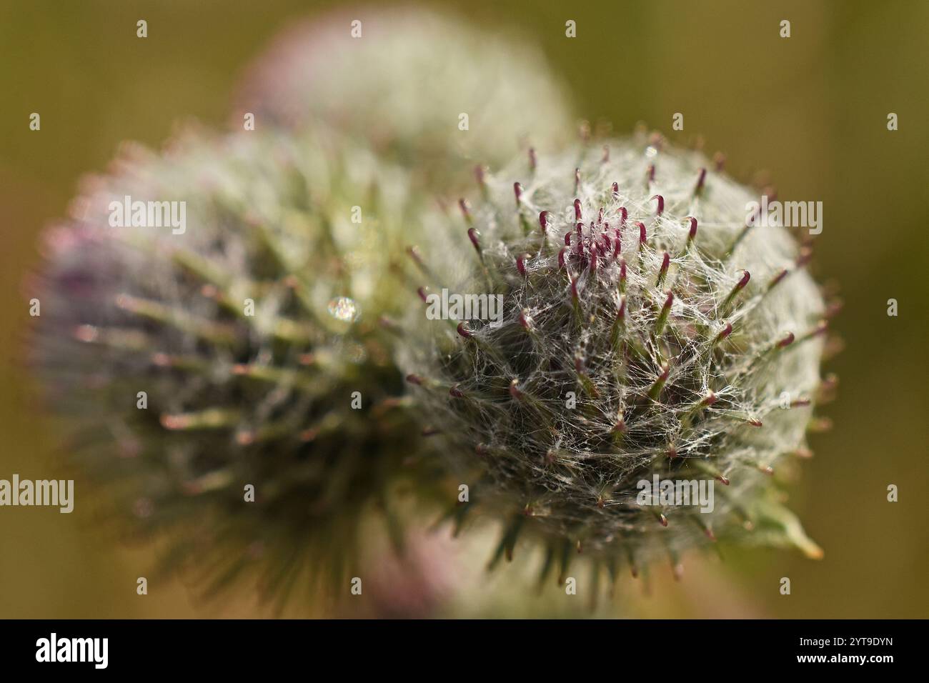 Burdock extract hi-res stock photography and images - Alamy