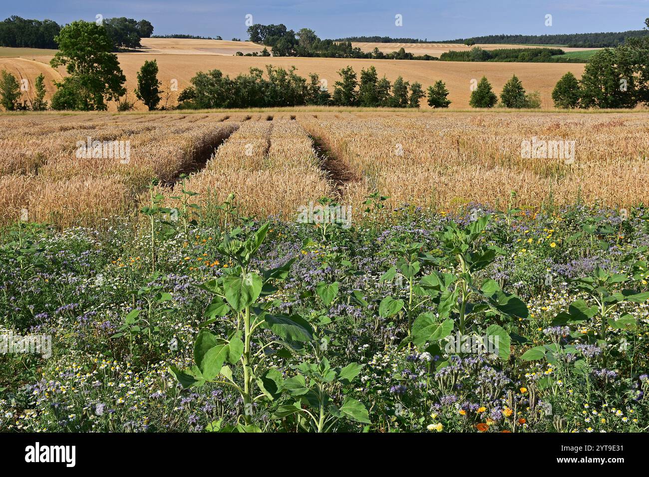 Strip farming hi-res stock photography and images - Alamy