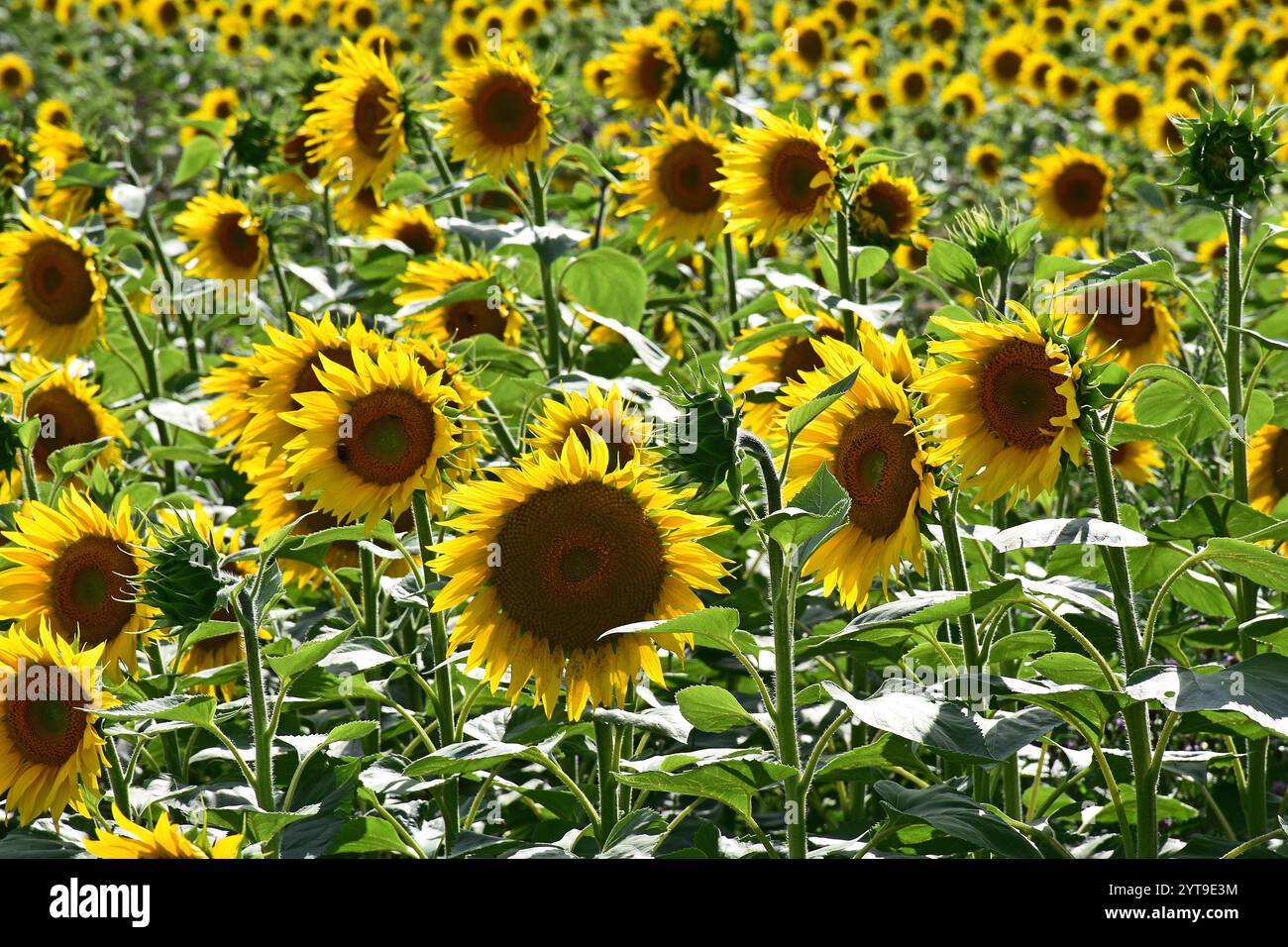 Bright sunflowers hi-res stock photography and images - Alamy
