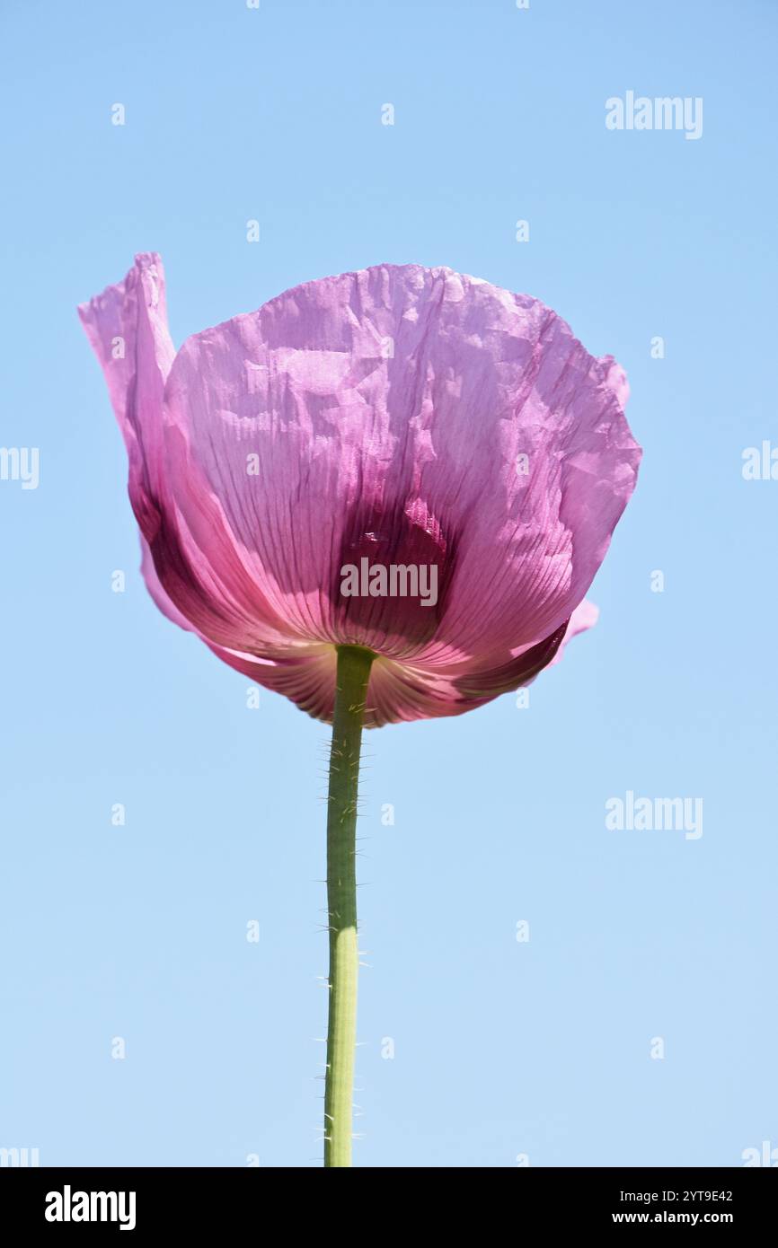 A flower of the opium poppy, Papaver somniferum, against a blue sky ...