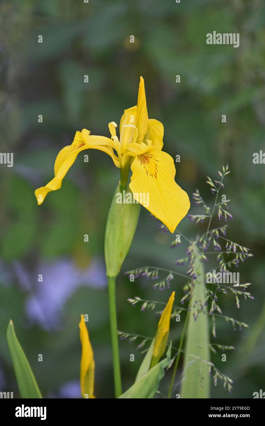 Iris pseudacorus lily family hi-res stock photography and images - Alamy