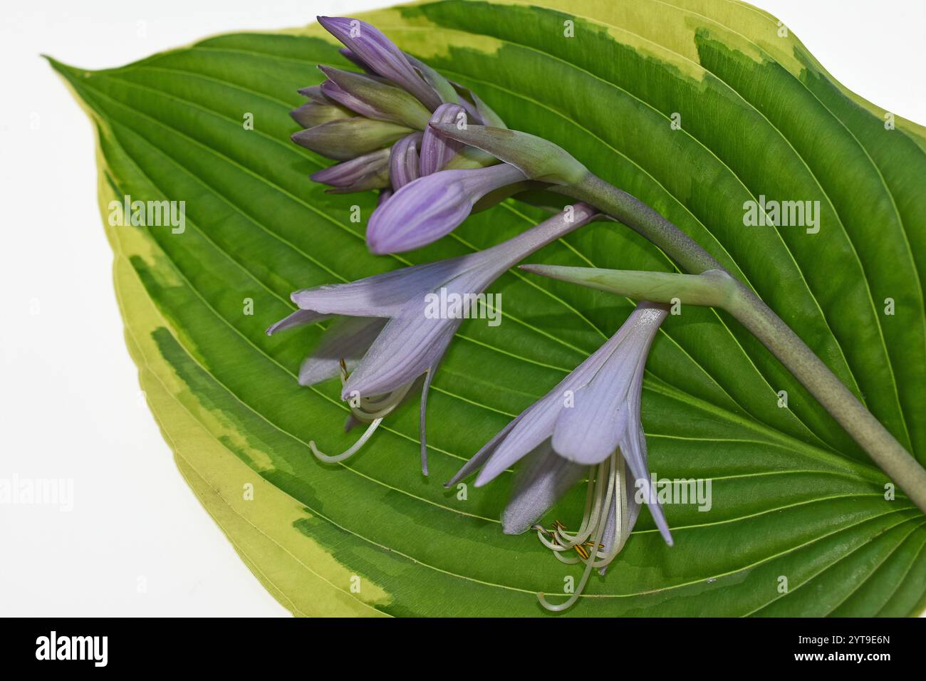 Inflorescence of a hosta, Hosta, on a leaf, macro Stock Photo - Alamy