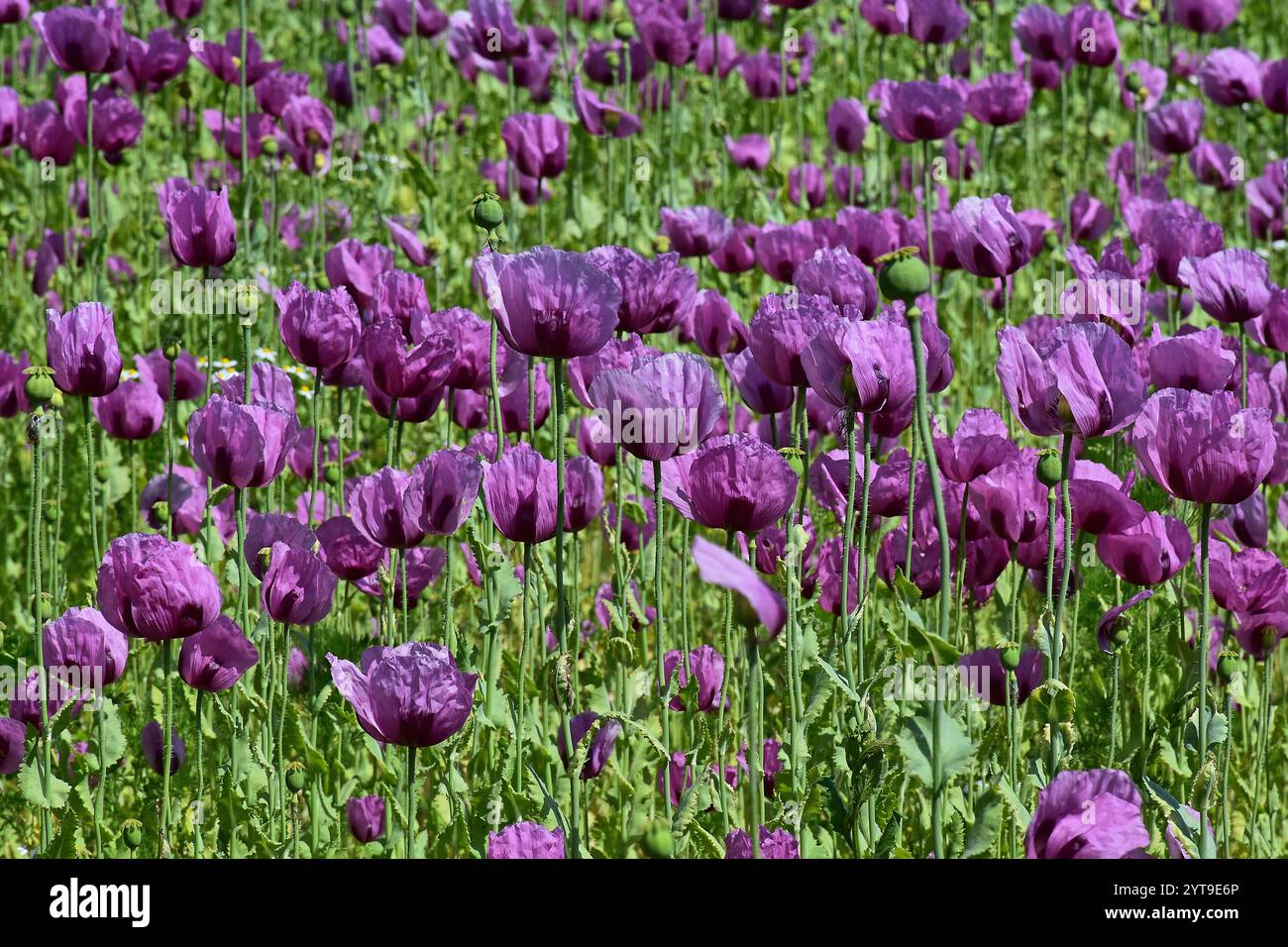 Cultivation of opium poppy, Papaver somniferum, for the production of ...