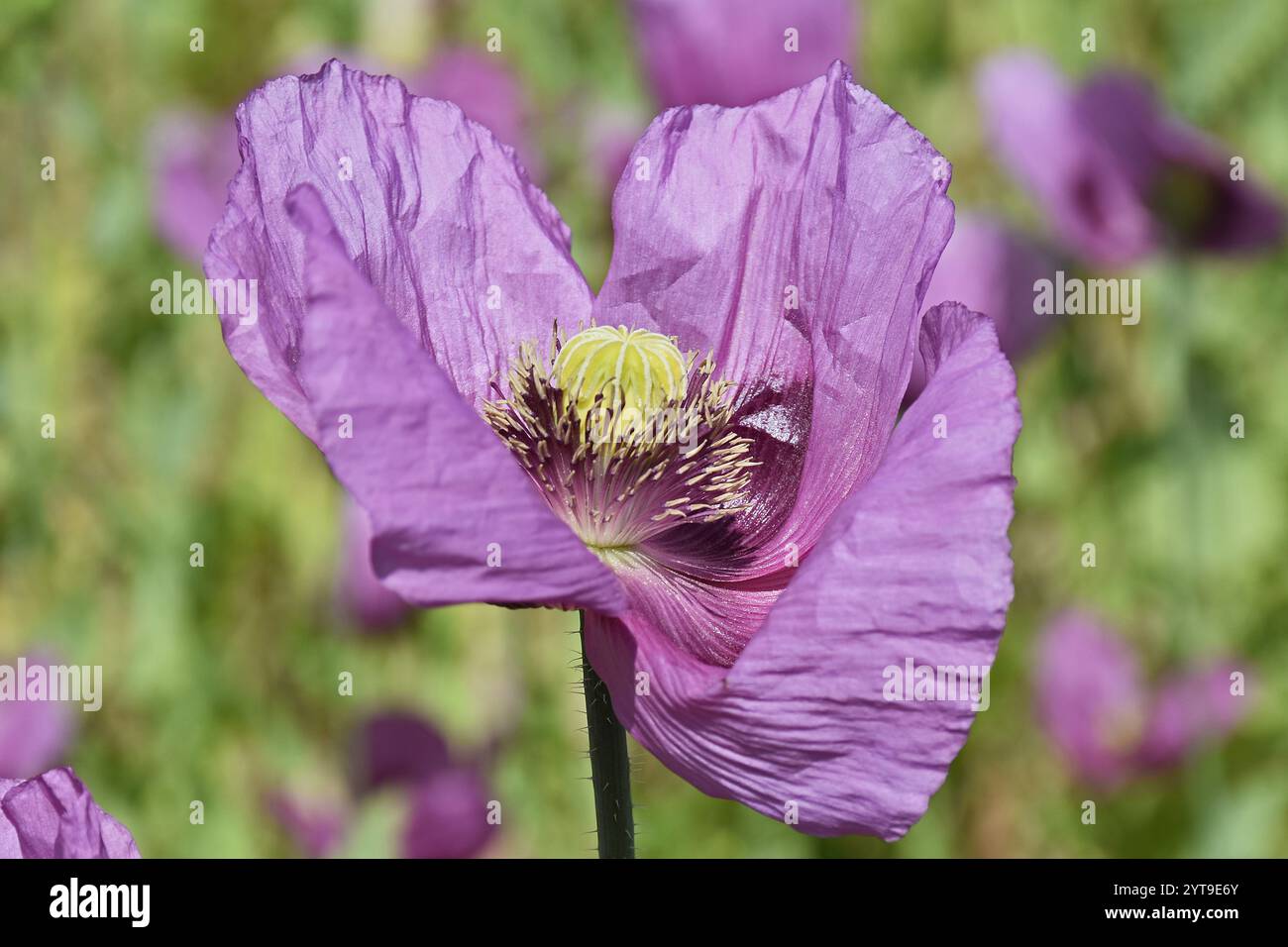 Wide open flower of the opium poppy Papaver somniferum Stock Photo - Alamy