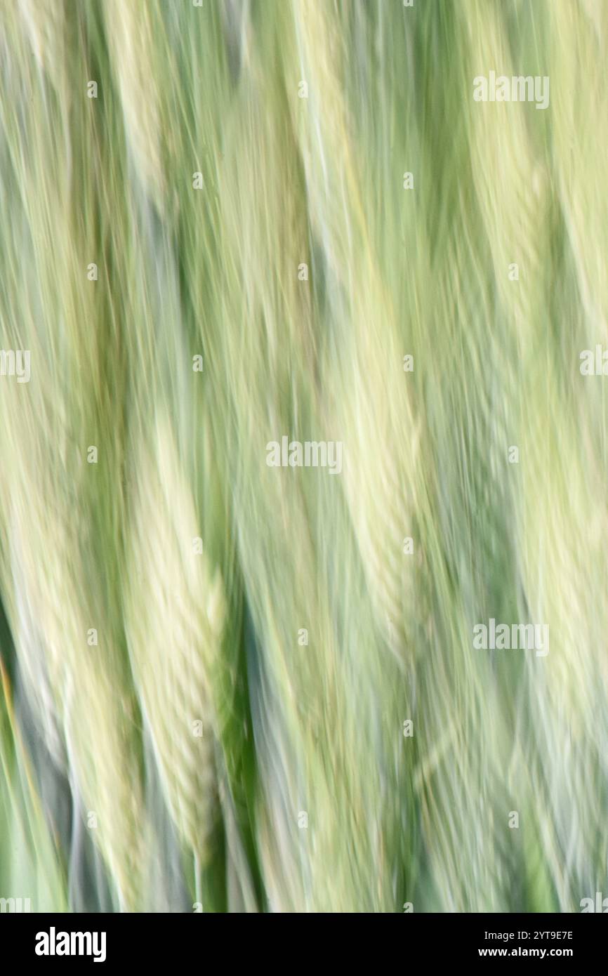 Ears nature hi-res stock photography and images - Alamy