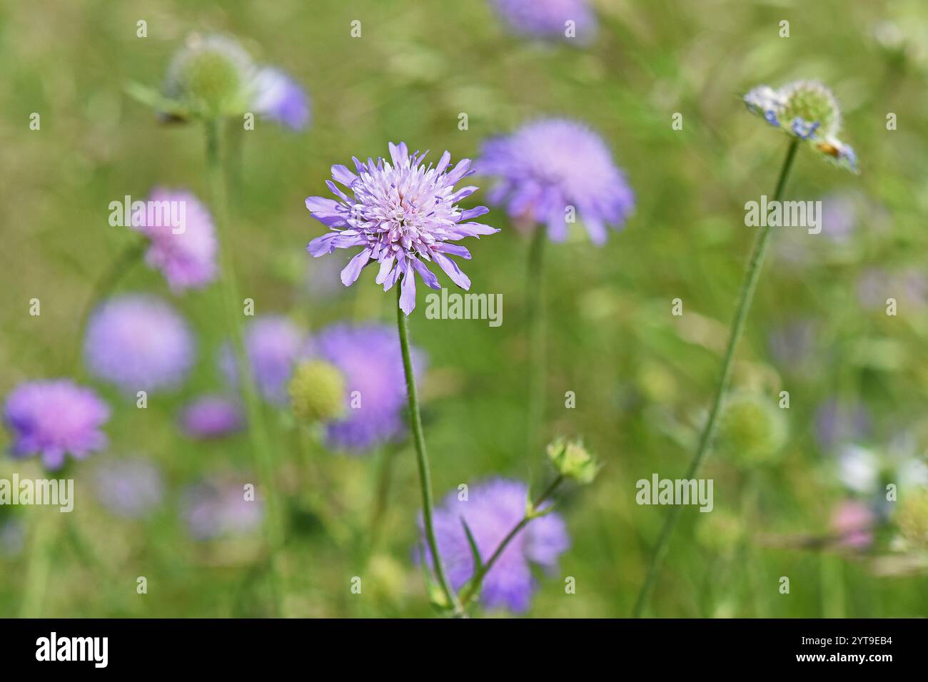 Persistent widow hi-res stock photography and images - Alamy