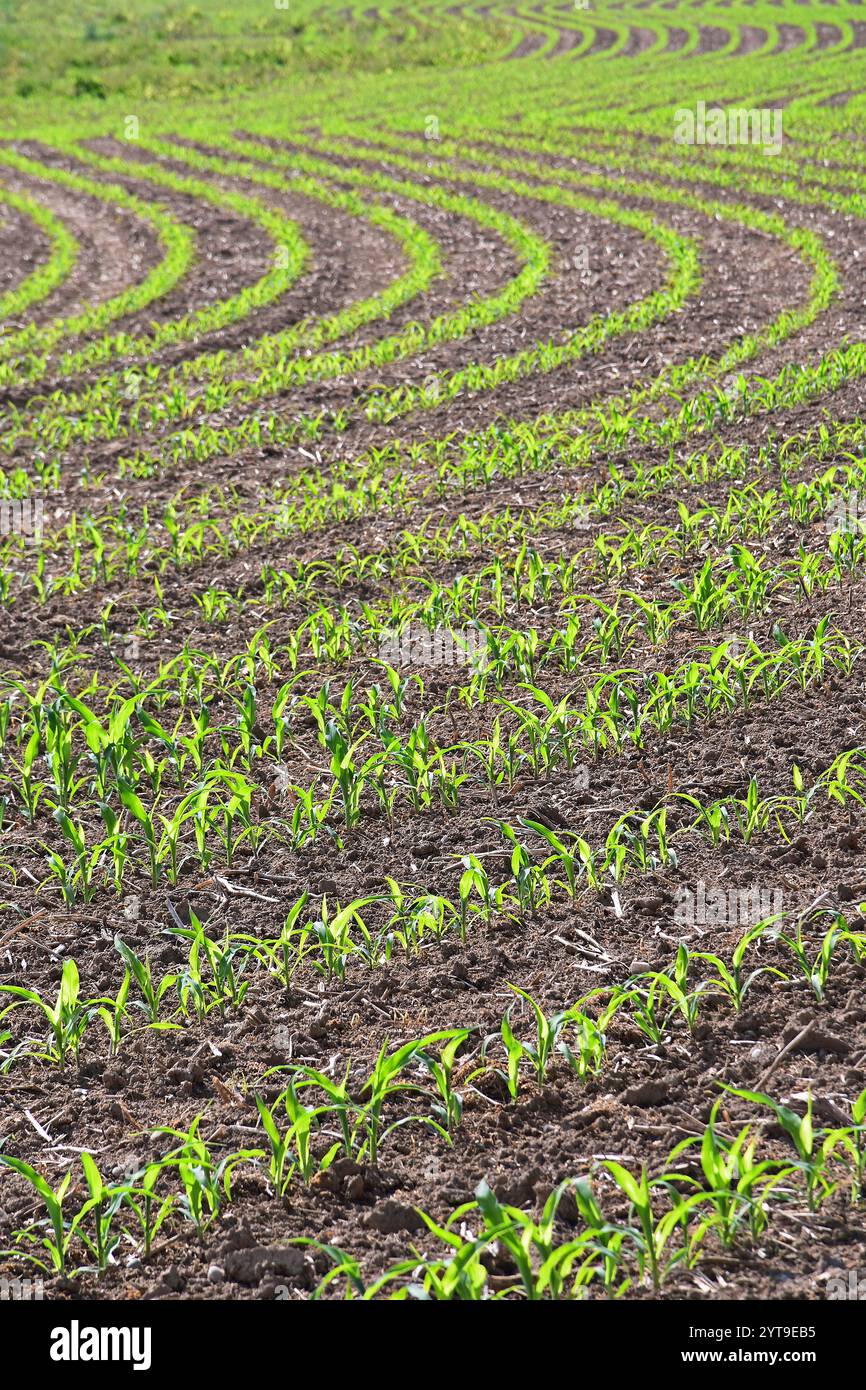 Seedlings of corn, Zea mays, in curved rows of seeds Stock Photo - Alamy