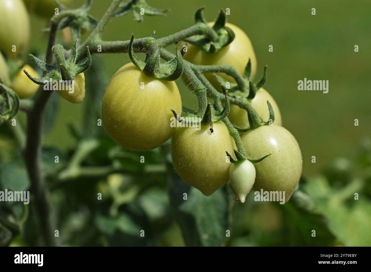 Unripe tomatoes solanum lycopersicum hi-res stock photography and images - Alamy