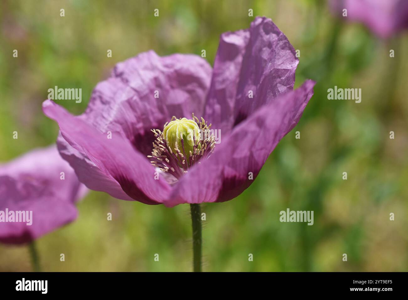 Opium poppy, Papaver somniferum, in full bloom Stock Photo - Alamy