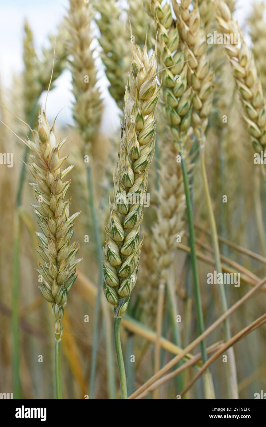 Bread wheat cultivated triticum hi-res stock photography and images - Alamy
