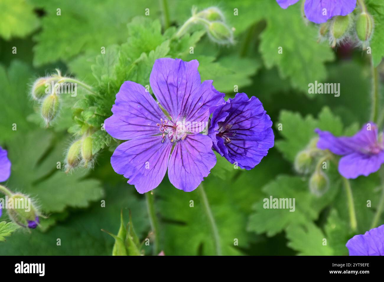Splendor cranesbill hi-res stock photography and images - Alamy