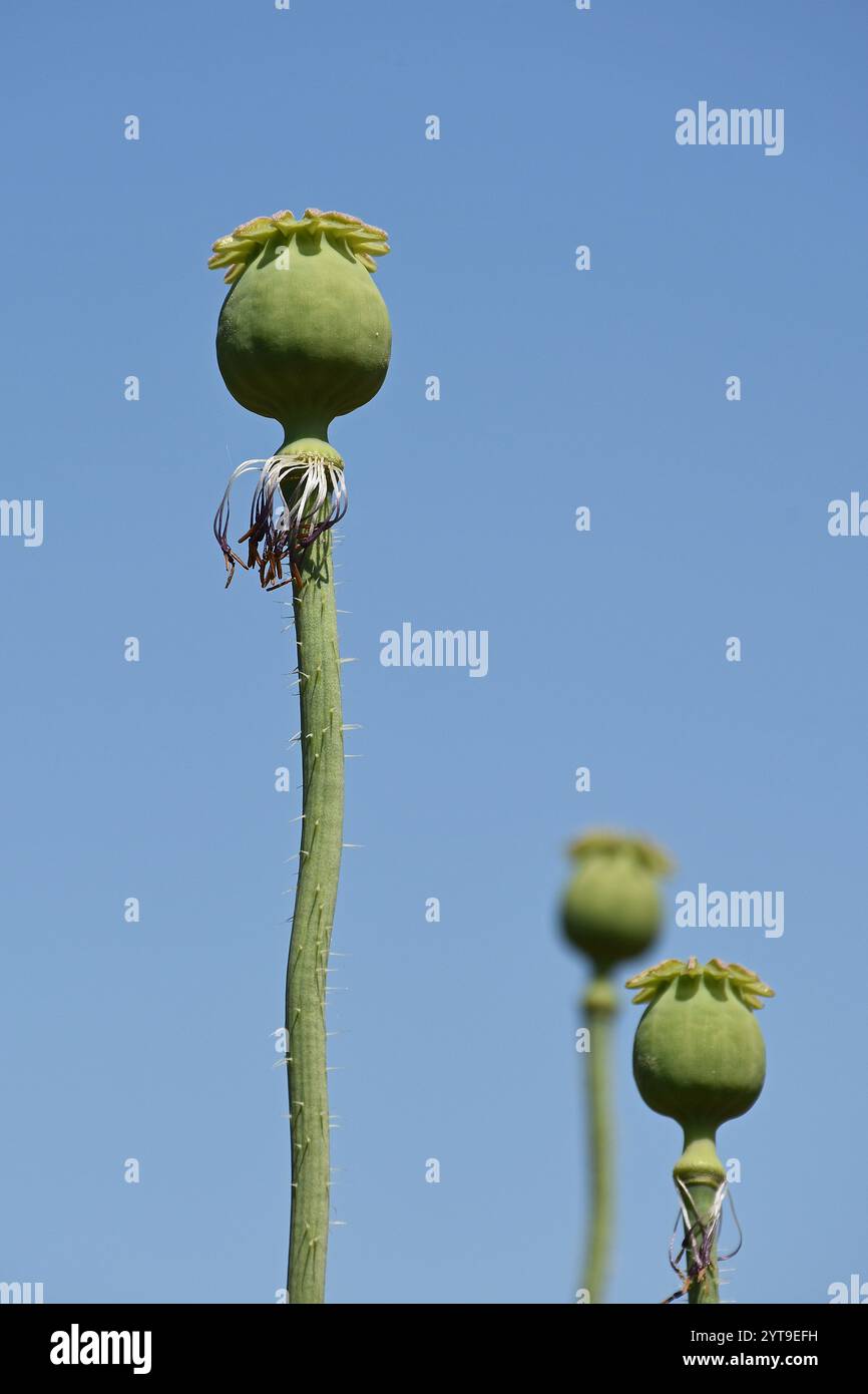 Capsules of the opium poppy, Papaver somniferum, against a blue sky ...